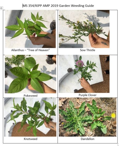 Know Thy Weeds – Schoolyard Stewardship Resources